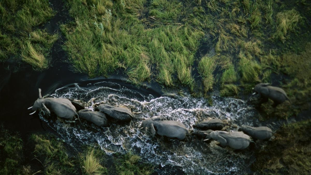 Wildlife Corridors | Project Regeneration